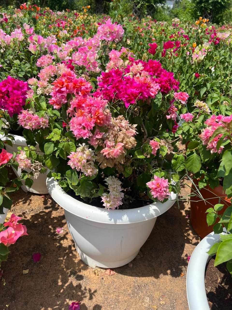 Bougainvillea TC Pot – Vibrant & Low-Maintenance